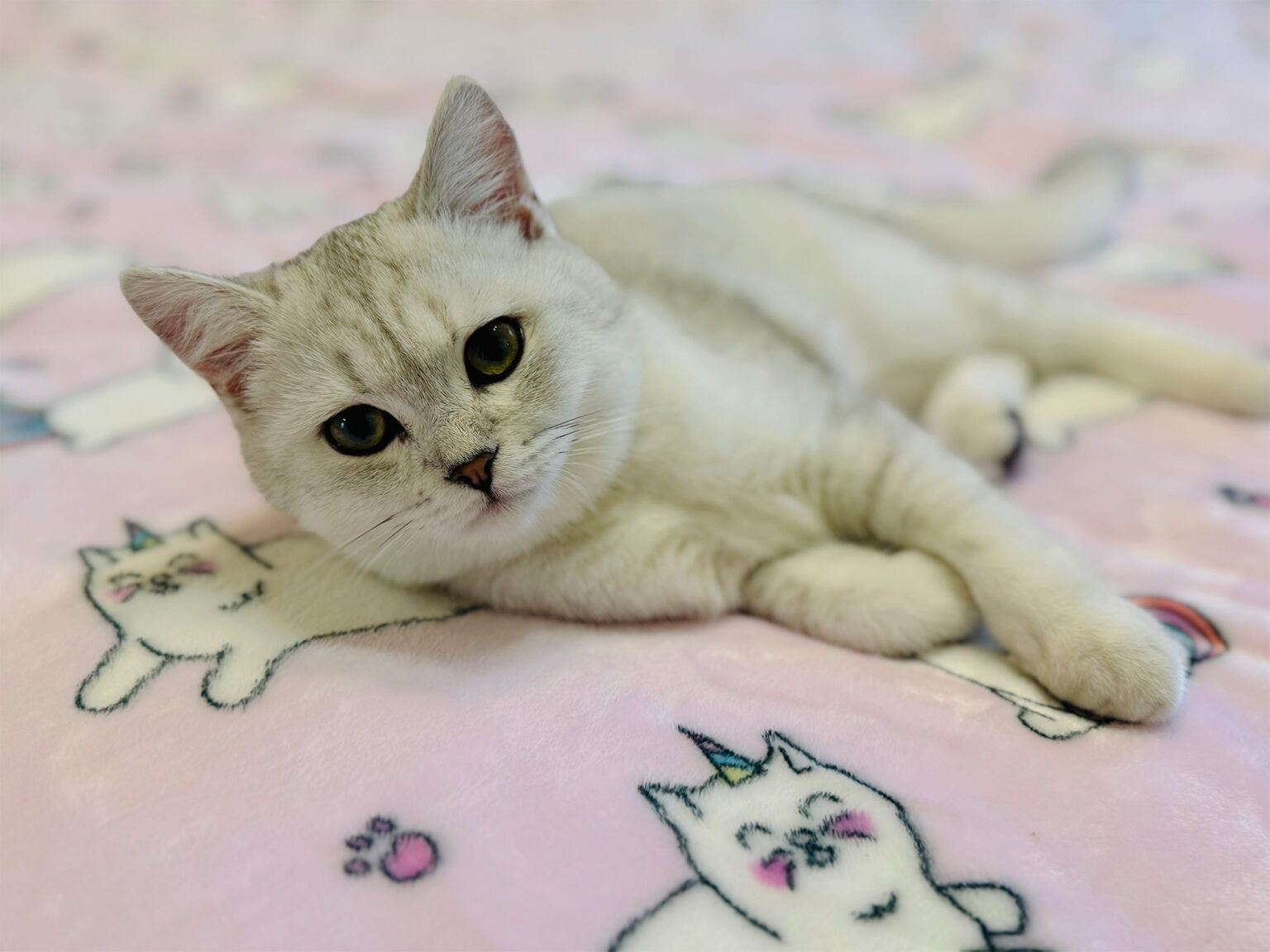 British Shorthair and Longhair Kittens | Nevada