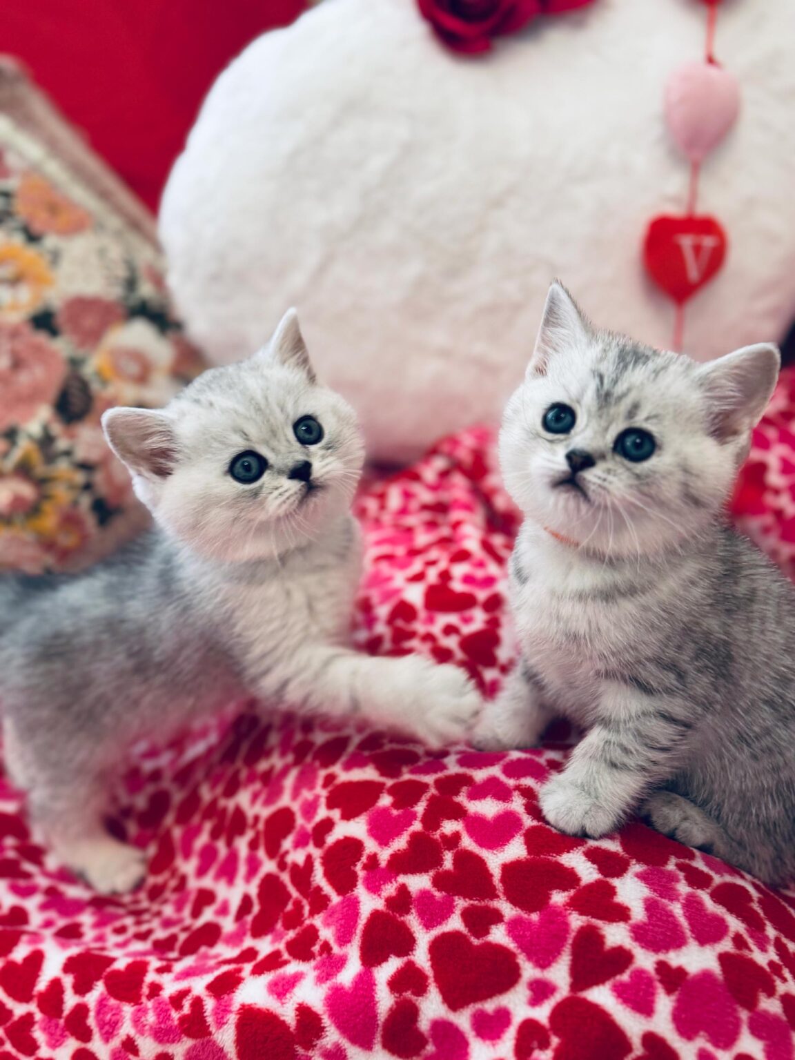 BritishEstate Cattery’s Pricing Information | Nevada